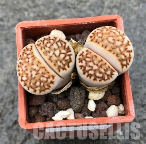 Shpr10332 Lithops Julii Ssp Julii Cv ‘kikushogiyoku X Lithops Hookeri 2 Heads Cactus Online
