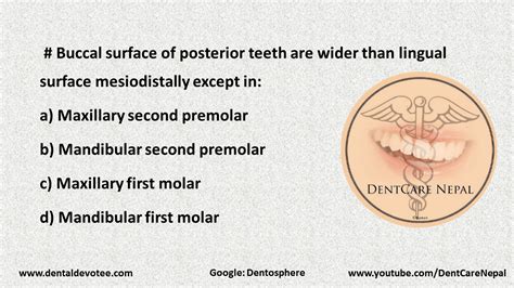 Dentosphere World Of Dentistry Buccal Surface Of Posterior Teeth