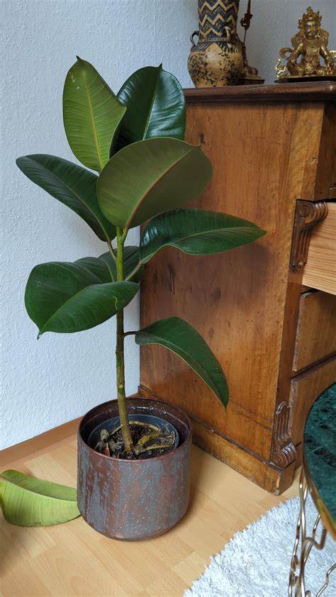 It Post Two Of The Lowest Leafs On The Stem Is There A Way To Make It