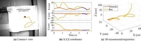 A A Solitary Insects Trajectory Length 4 S Entering The Moving