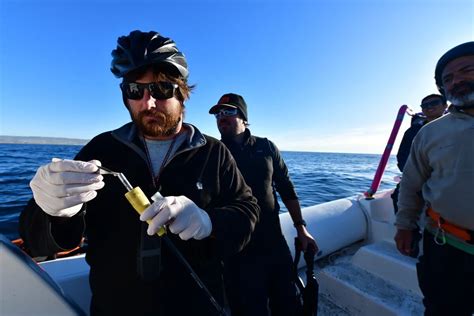 Viaje Al Interior De Un Santuario Marítimo En Busca De La Ballena Sei
