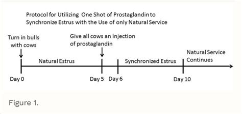 Synchronizing Cows With One Injection One Time Through Chute And Bull