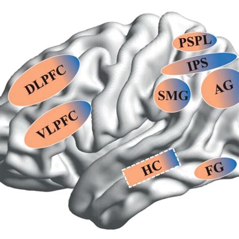 Neurobiological Bases Of Numerical Cognition The Neurocognitive Bases