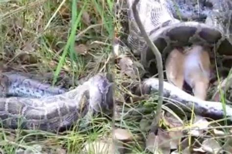 VIDEO ಇಡ ಜಕಯ ದಹವನನ ಗಳ ಸವಹ ಮಡದ ದತಯ ಹಬಬವ ರಚಕ ವಡಯ ವರಲ