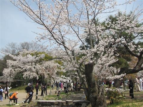 円山公園の祇園枝垂桜 Aliceのブログ