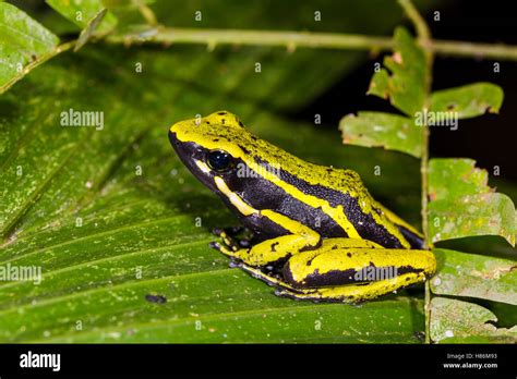Three Striped Poison Dart Frog Ameerega Trivittata Panguana Nature