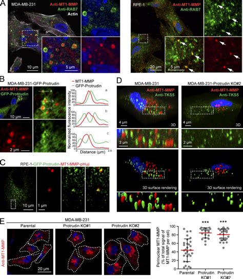 Protrudin Forms Contact Sites With Mt1 Mmp Positive Le Lys And Download Scientific Diagram