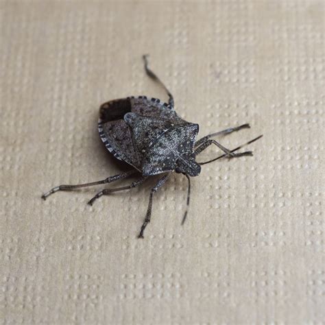 10 Bugs That Look Like Bed Bugs And How To Identify Them