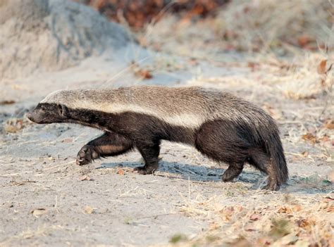 Ratel Honey Badger Africa Carnivore Britannica