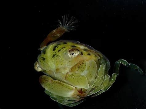 Crab Larvae Nature Lover Larvae Crab