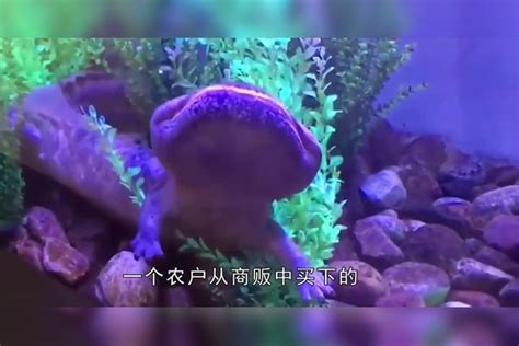 张家界“最大”的守护神兽，如今已活200年，却很少人见到它 神兽 张家界 守护