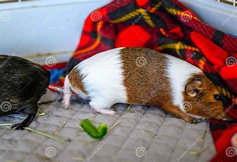 Guinea Pig Ejecting Urine On A Subordinate As A Way Of Showing