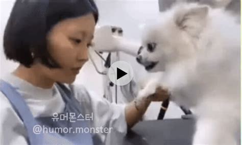 진짜 광기를 만난 가짜 광기 ㄷㄷㄷ 유머 움짤 이슈 에펨코리아