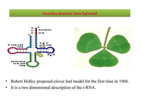 Trna Structure And Function Pptx