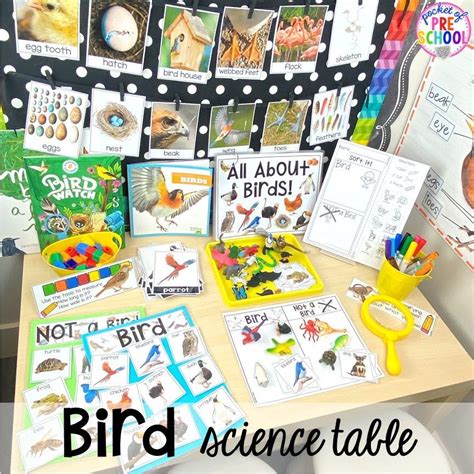 29 Bird Activities For Preschool Pre K And Kindergarten Pocket Of Preschool Dramatic Play