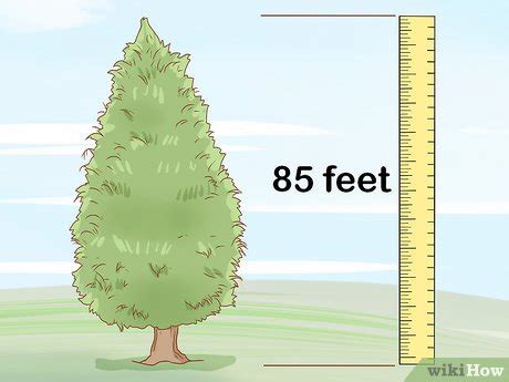 4 Ways To Identify Cedar Trees WikiHow