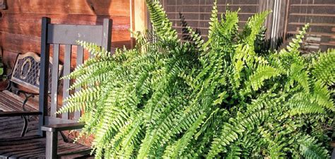 How To Hang Ferns On Front Porch Step By Step Guide 2025