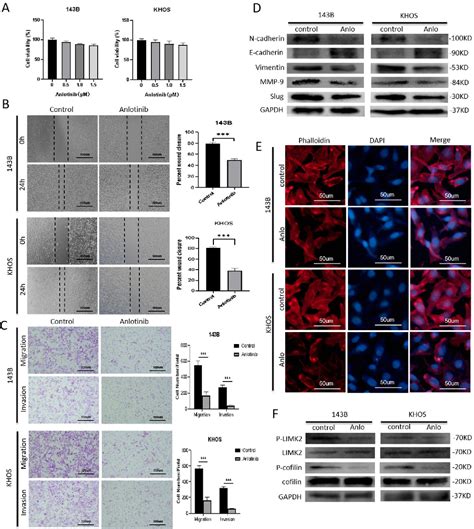Figure 1 From Inhibition Of Anlotinib Induced Autophagy Attenuates