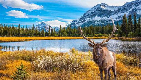 All About Canada
