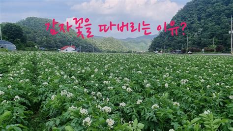감자 농부 허감독이 감자꽃을 따버리는 이유는 Youtube