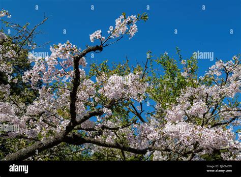 Cherry Blossom In Alishan National Forest Recreation Area At Chiayi