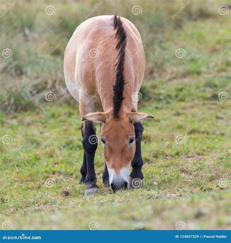 One Przewalski Wild Horse Browsing In Sparse Grassland Stock Image