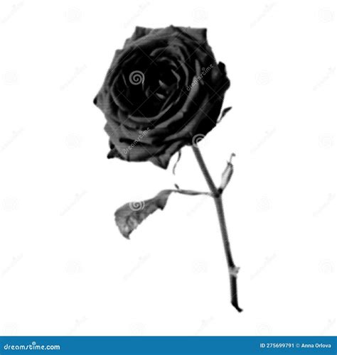 Rose Collage Design Element In Trendy Dotted Pop Art Style Retro