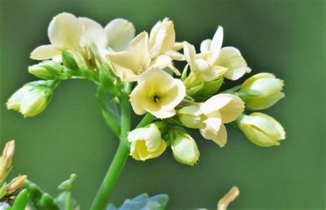 Plantas Dicotiledóneas Características Y Ejemplos