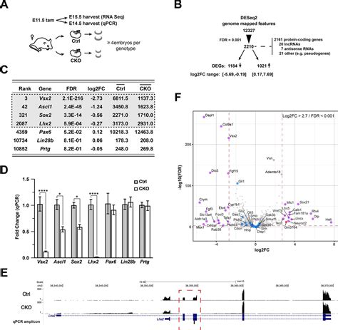 Lhx2 Is A Progenitor Intrinsic Modulator Of Sonic Hedgehog Signaling
