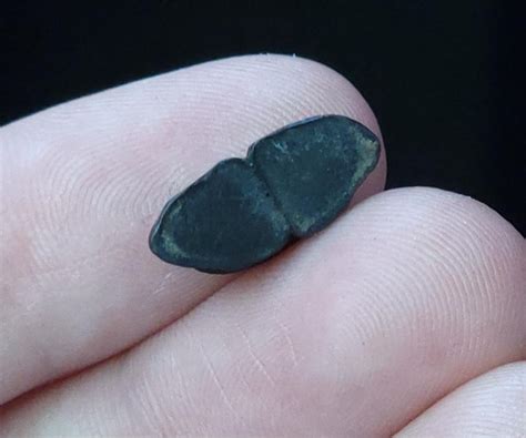 Is This A Fossil Found On Fl East Coast R Fossils