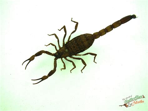 Lychas Mucronatus Scorpion Java World Of Butterflies And Moths
