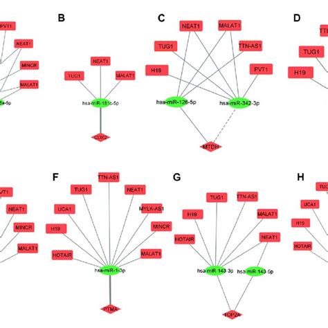 Mirna Regulatory Network In Gbc Mirna Mrna Regulatory Network Using De