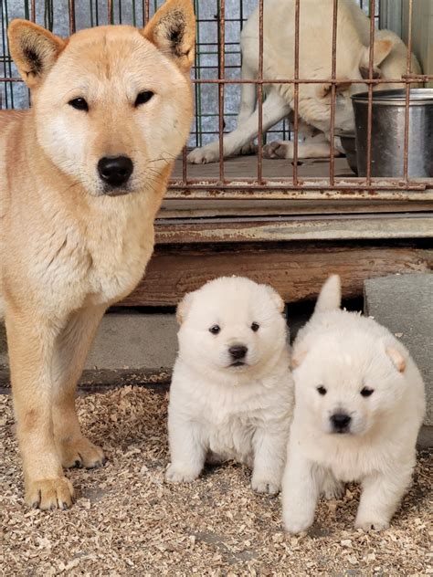Jindo