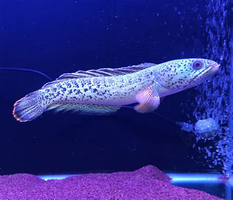 Aquashoptr