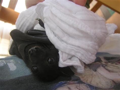 Orphaned Flying Fox In Care 18 Days Old Dropped From Mother In Fight