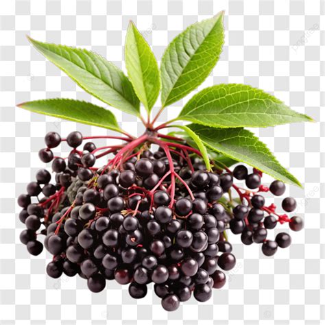 Ripe Black Elderberries Cluster Elderberries Ripe Berries Elderberry