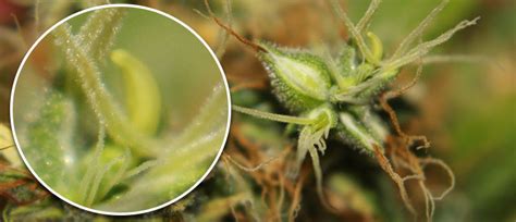 How To Deal With Hermaphrodite Cannabis Cannaconnection