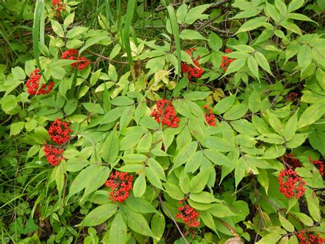 Бузина сибирская - Sambucus sibirica - ORGANICLAWN