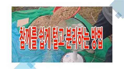 참께를 쉽게 털고 분리하는 방법 참께재배 참깨털기 참기름 Youtube