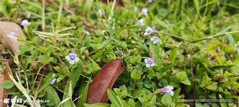 母草摄影图花草生物世界摄影图库昵图网