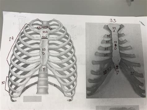 Chapter 7 Thoracic Cage Bones Features Diagram Quizlet