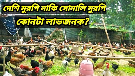 লাভ কোনটি দেশি নাকি সোনালি মুরগি Desi Murgi Palon Khamar Youtube