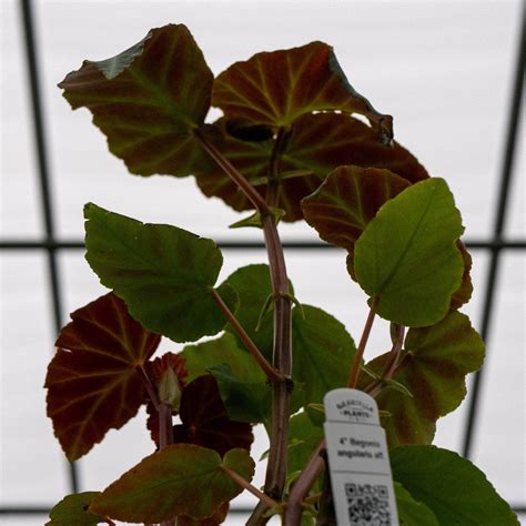 Begonia Angularis Aff Gabriella Plants