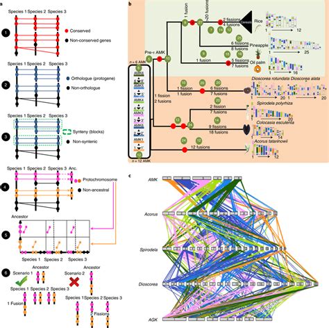 Monocot Genome Evolution From The Inferred Amk A Illustration Of The Download Scientific
