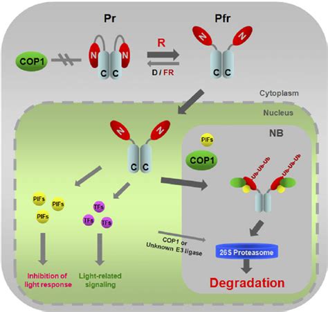 A Model For Light Dependent Proteasomal Degradation Of Phyb Download