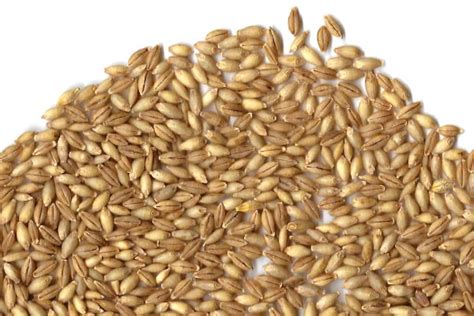 Barley Archives Brewers Association