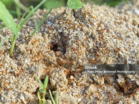 A Disturbed Fire Ant Mound Revealing The Tunnels And Chambers With Ants
