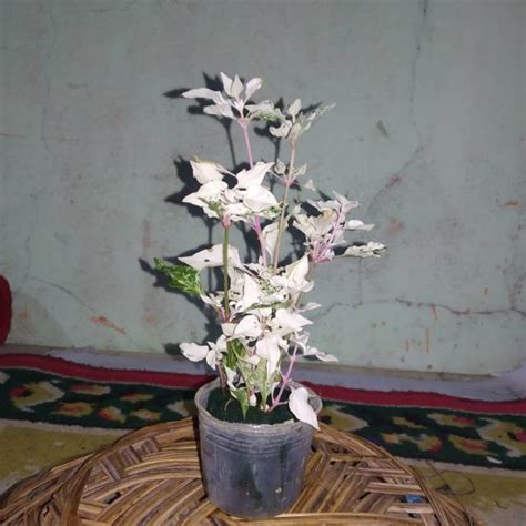 Jual Bunga Putri Salju Daun Putih Tanaman Putri Saljubunga Hiasa