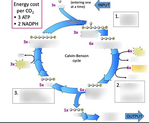 Week 11 Photosynthesis The Dark Reactions Calvin Cycle And Photorespiration Diagram Quizlet