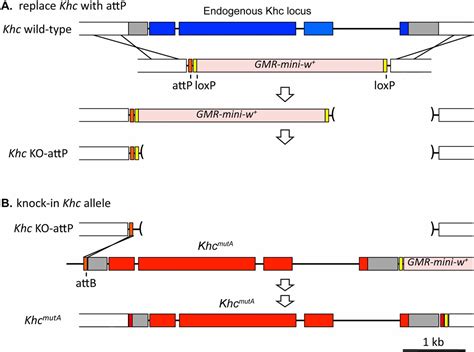 Role Of Kinesin 1based Microtubule Sliding In Drosophila Nervous